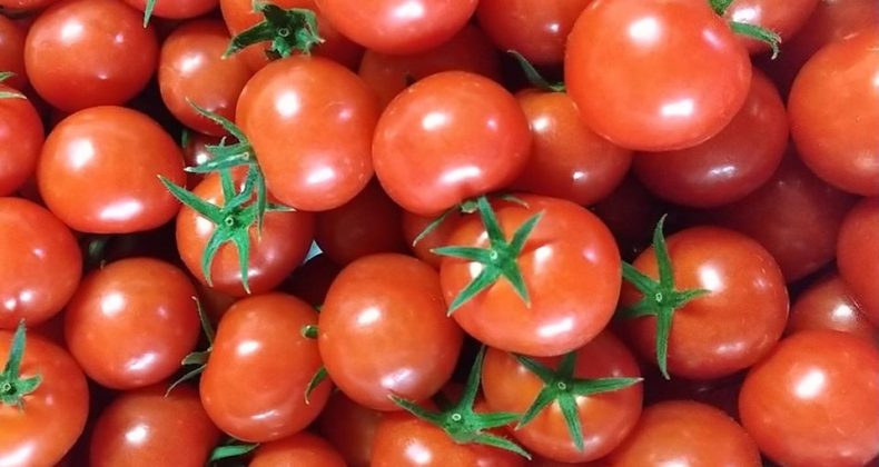 メディア等実績 - エノファ